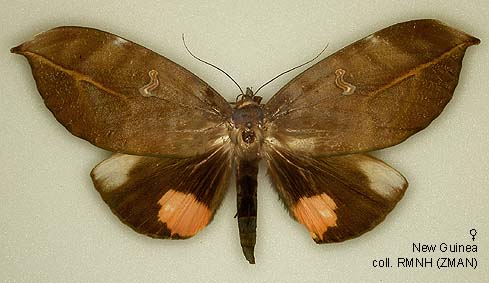 Papua Insects Foundation (Lepidoptera/Erebidae (Calpinae, Phyllodini ...